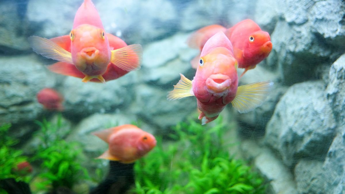 32 tips for taking care of fish | PetsRadar