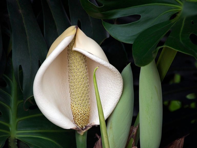 How To Make Monstera Bloom: Ways To Help Monstera Flower | Gardening ...
