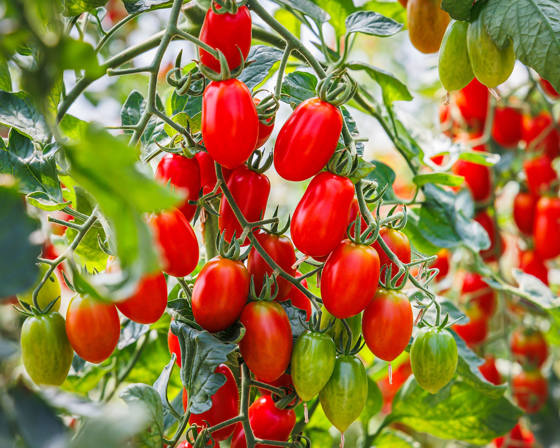 Easiest Tomatoes to Grow: 7 Foolproof Varieties | Gardening Know How