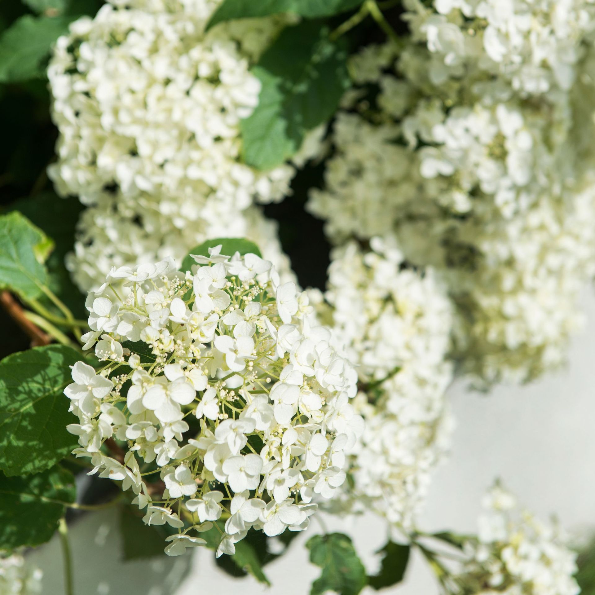How to prune hydrangeas – tips for old and new wood bloomers | Ideal Home