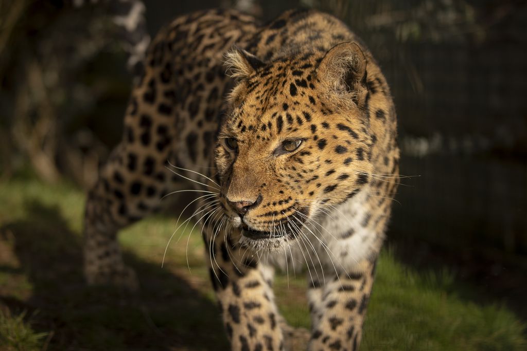 Big cat photo tips | Digital Camera World