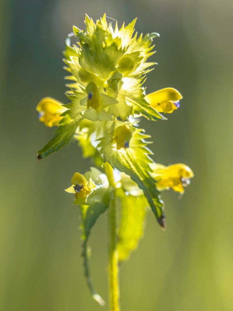 Yellow Rattle Control - How To Kill Yellow Rattle Weed | Gardening Know How