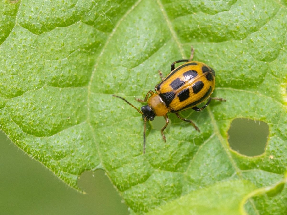 Pest Insects Of The Midwest And East North Central Region | Gardening ...