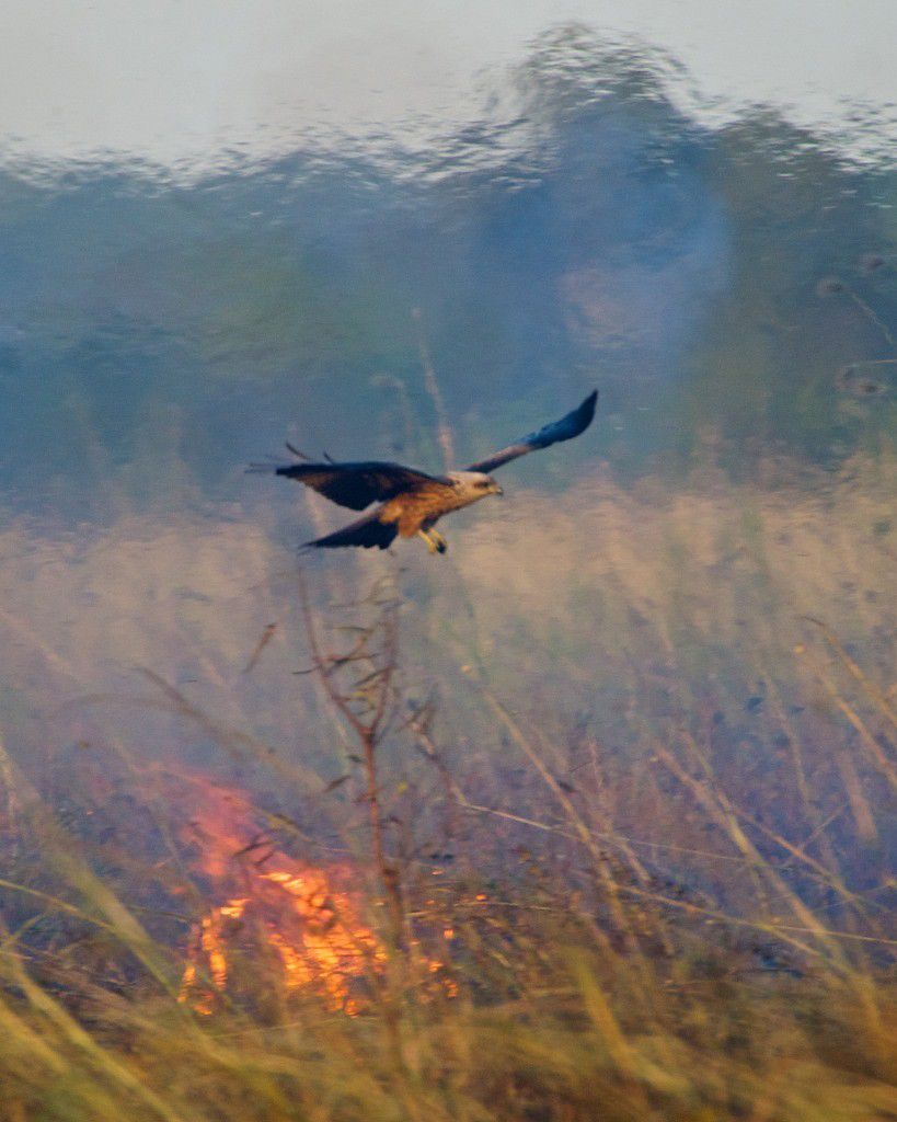 Burn, Baby, Burn: Australian Birds Steal Fire to Smoke Out Prey | Live ...