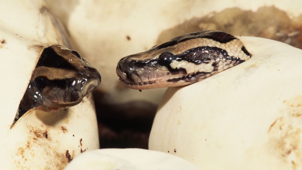 How a mega freeze in Florida may have caused Burmese pythons to evolve ...