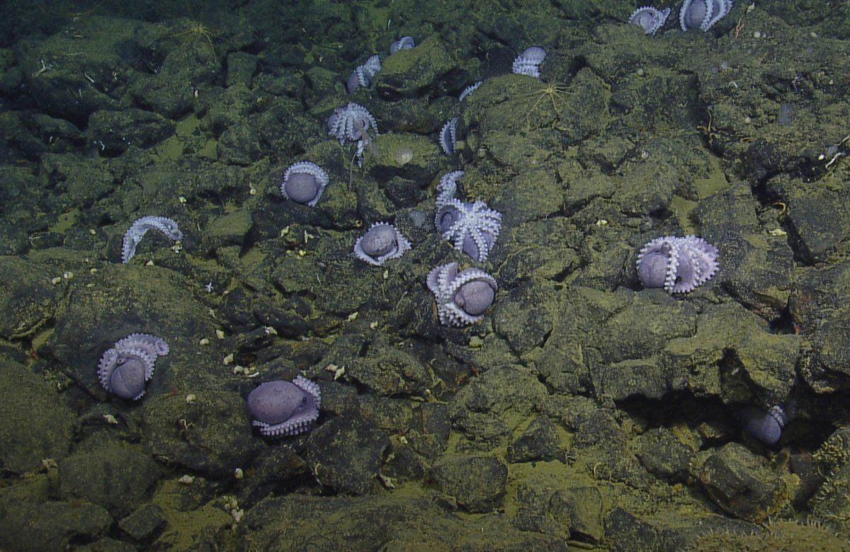 Photos: Deep-sea expedition discovers metropolis of octopuses | Live ...