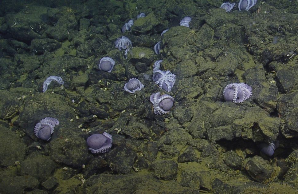 Photos: Deep-sea expedition discovers metropolis of octopuses | Live ...