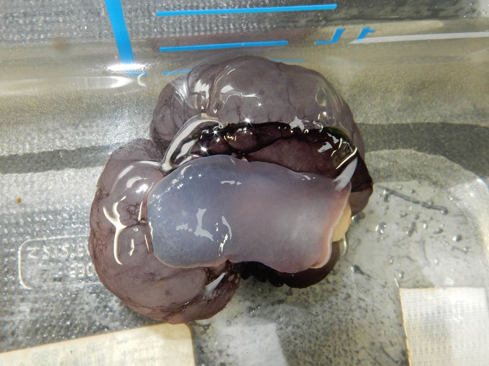 In Photos: Strange Purple Orb Found in Pacific Ocean | Live Science