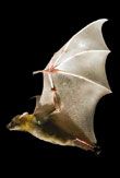 Why Bats Are More Efficient Flyers Than Birds | Live Science