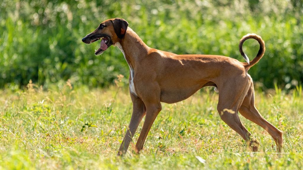 What is a sighthound? 29 sighthound breeds and what you need to know ...