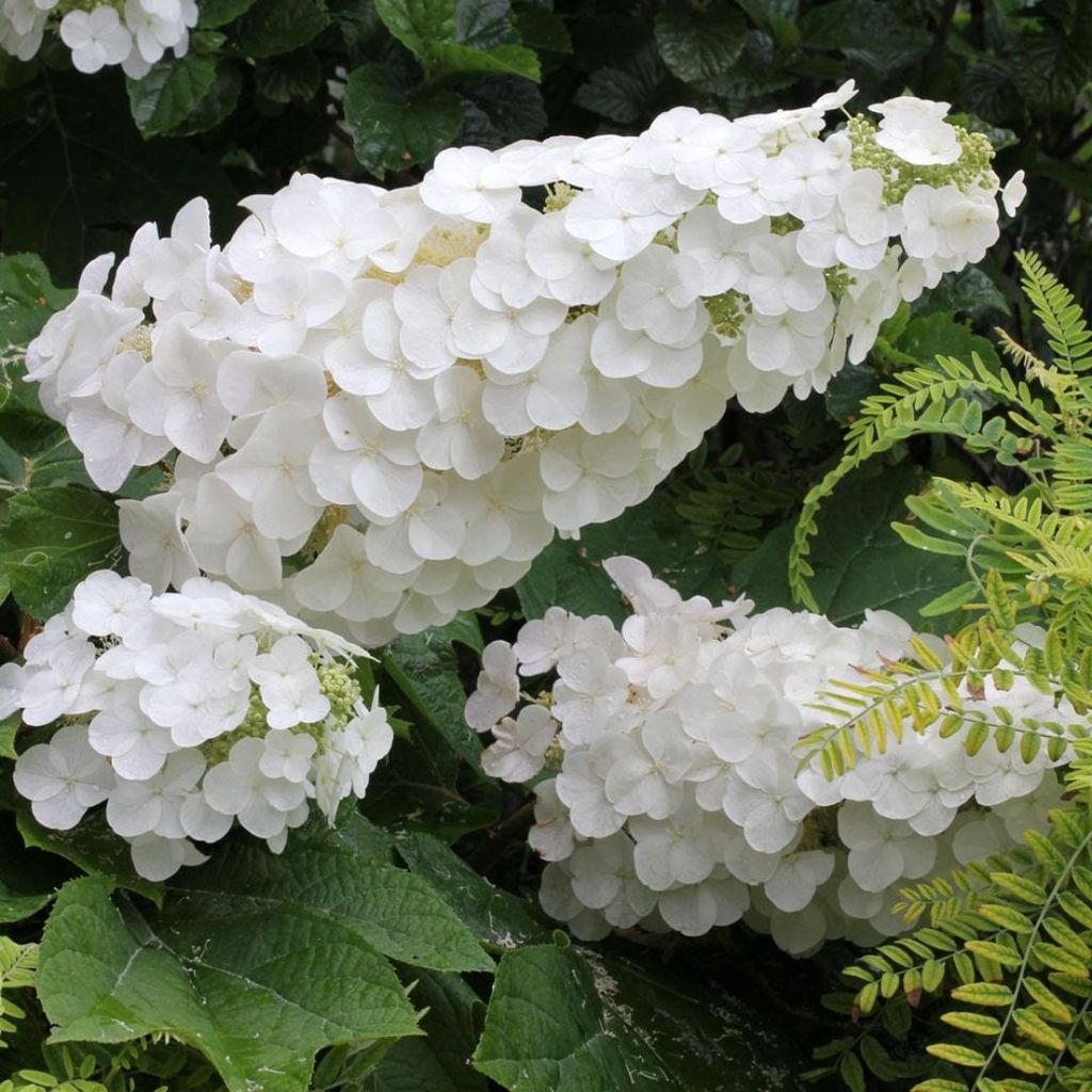 Hydrangea Shade Plants — 6 Varieties That Thrive in Less Light | Livingetc