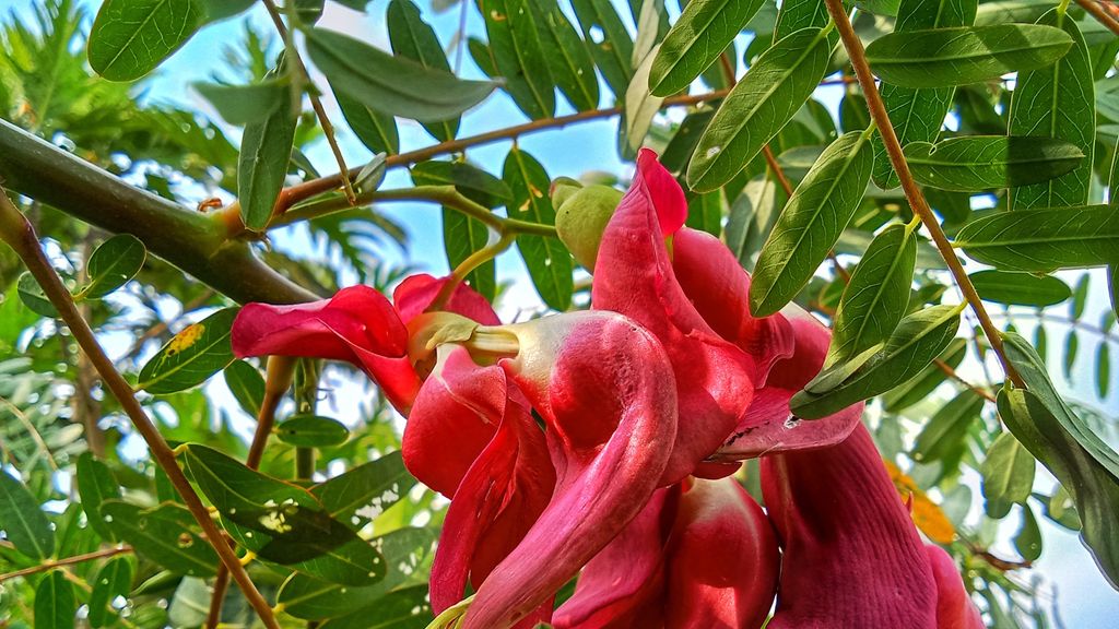 How to grow a hummingbird tree: an unusual flowering tree | Homes and ...