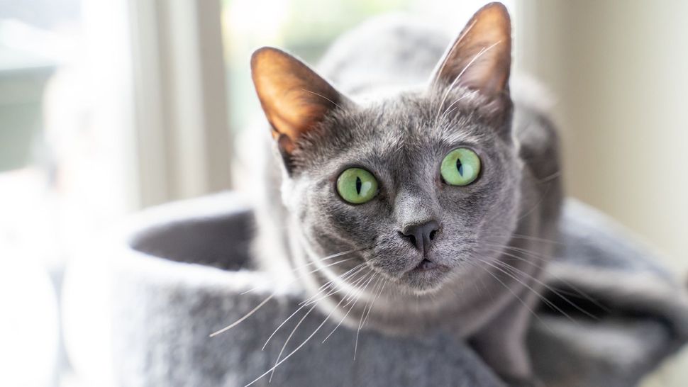 32 weird cat behaviors that you’re worried about | PetsRadar