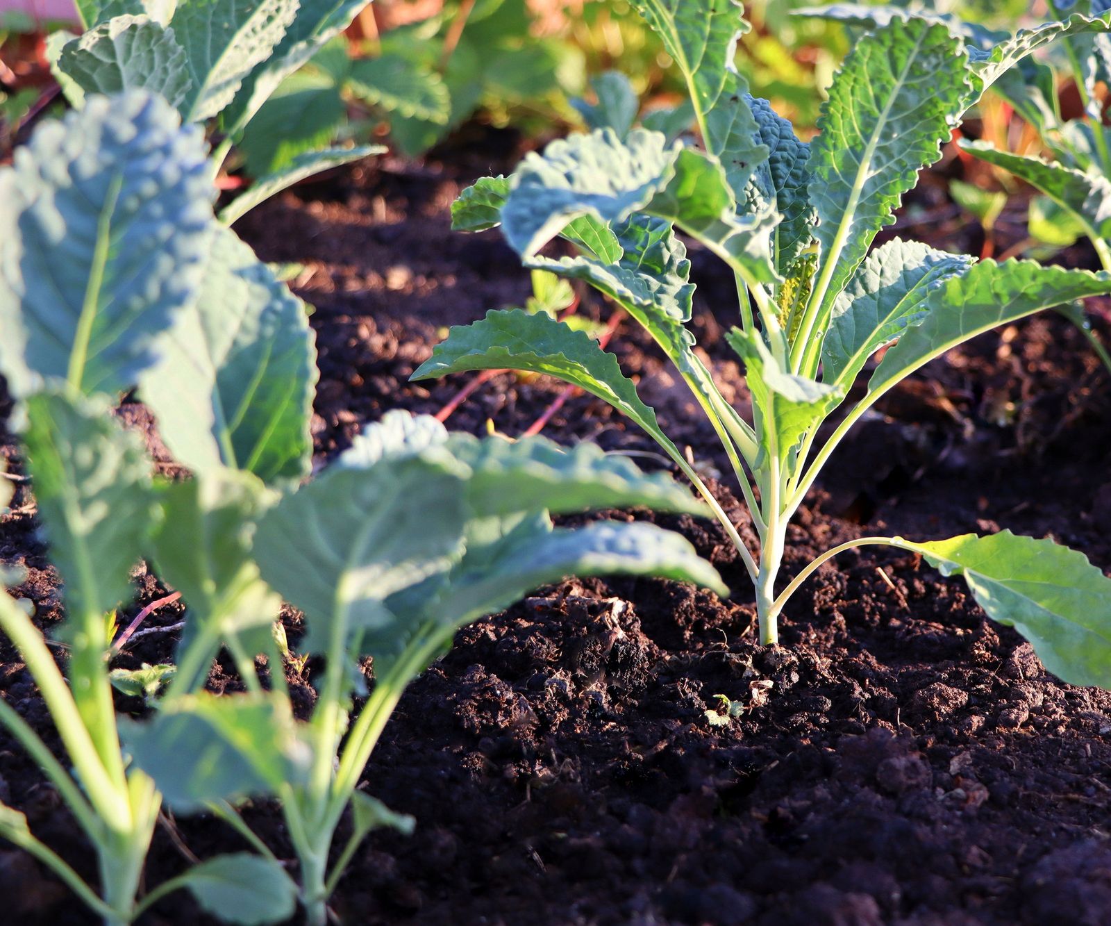 Winter Gardening: 8 Best Cold-Hardy Veggies to Plant Now | Gardening ...