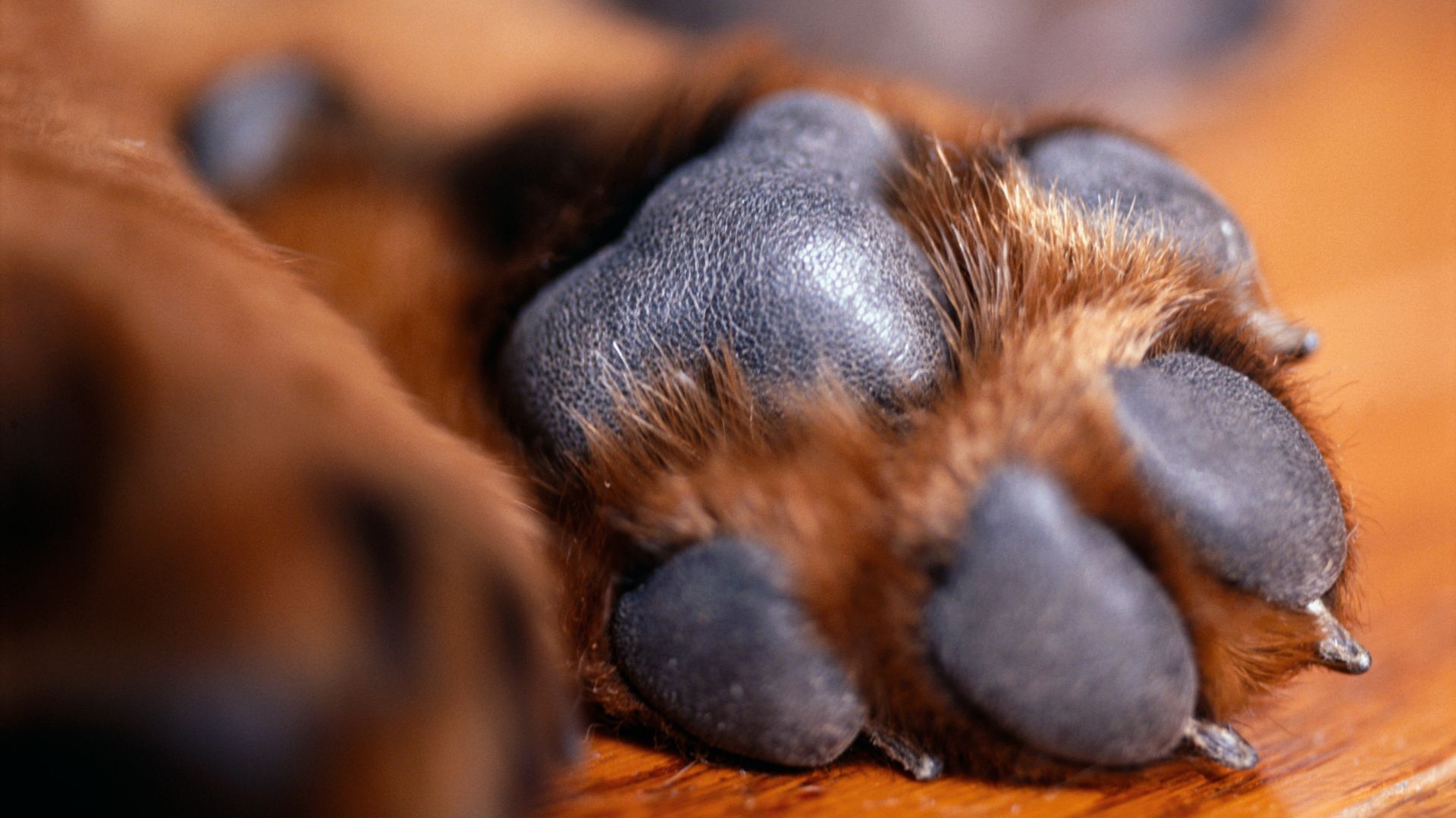 How to moisturize a dog's paw to help prevent cracking | PetsRadar