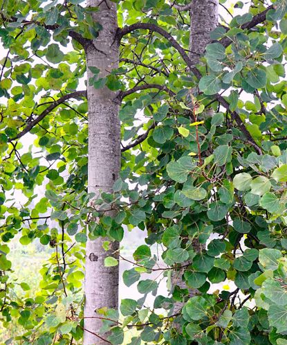Quaking aspen care and growing guide | Homes and Gardens
