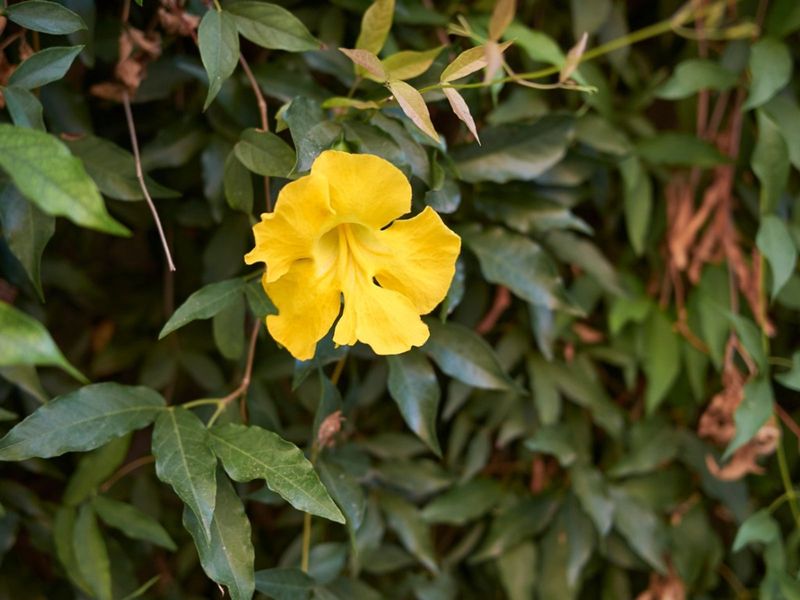 Cat's Claw Information - Tips On Growing A Cat's Claw Vine | Gardening ...