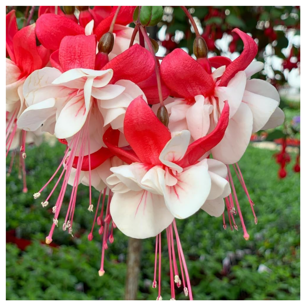 How to Overwinter Fuchsias — An Expert Guide | Livingetc