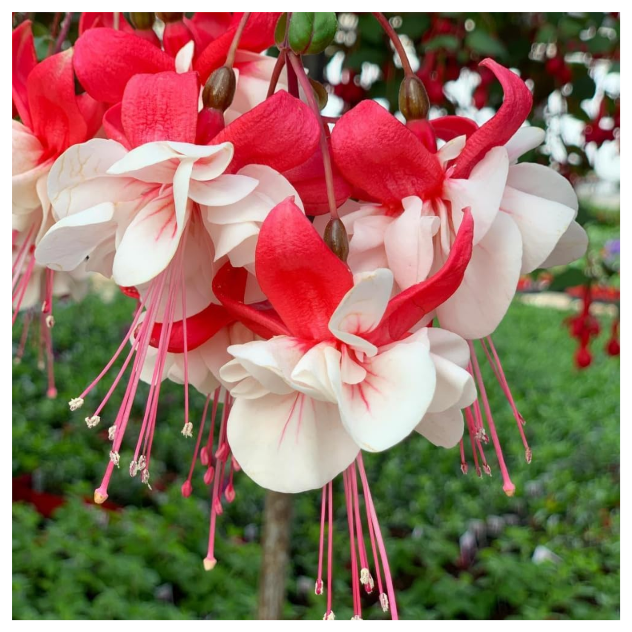 How to Overwinter Fuchsias — An Expert Guide | Livingetc