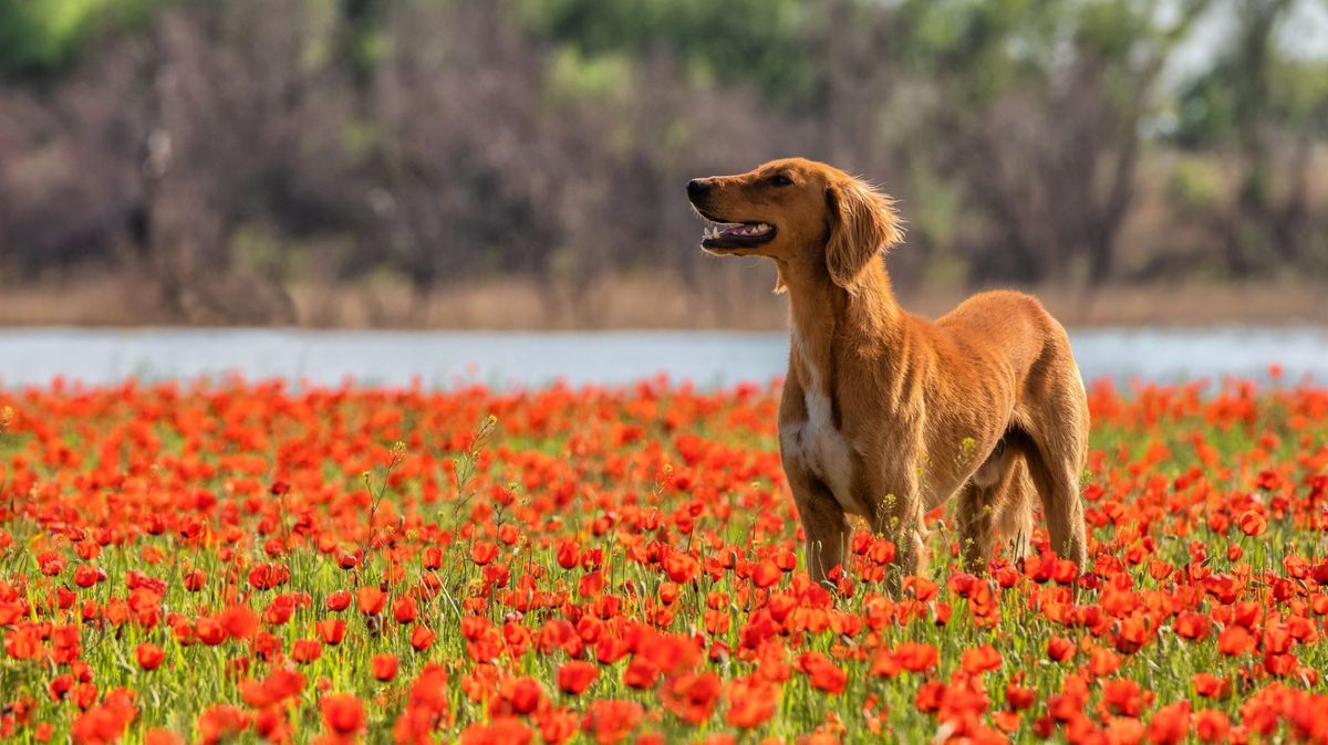 What is a sighthound? 29 sighthound breeds and what you need to know ...