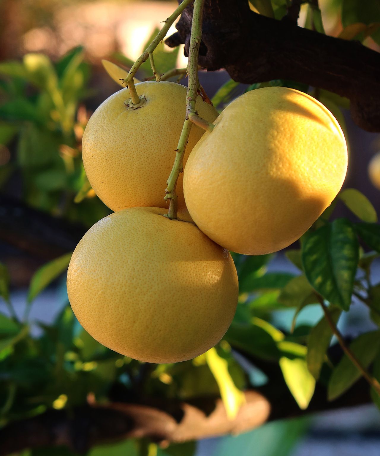 How to grow grapefruit - expert tips for thriving trees | Homes and Gardens
