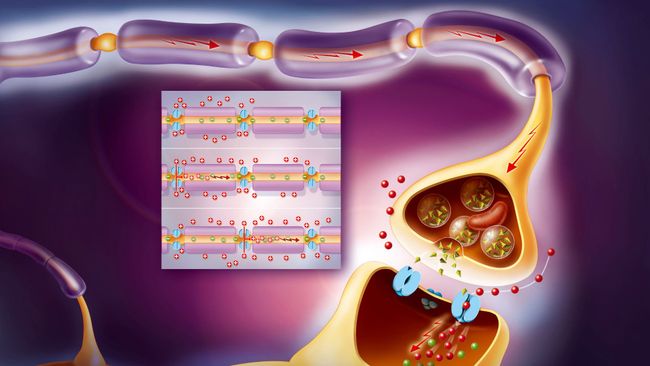How do brain cells send messages? | Live Science
