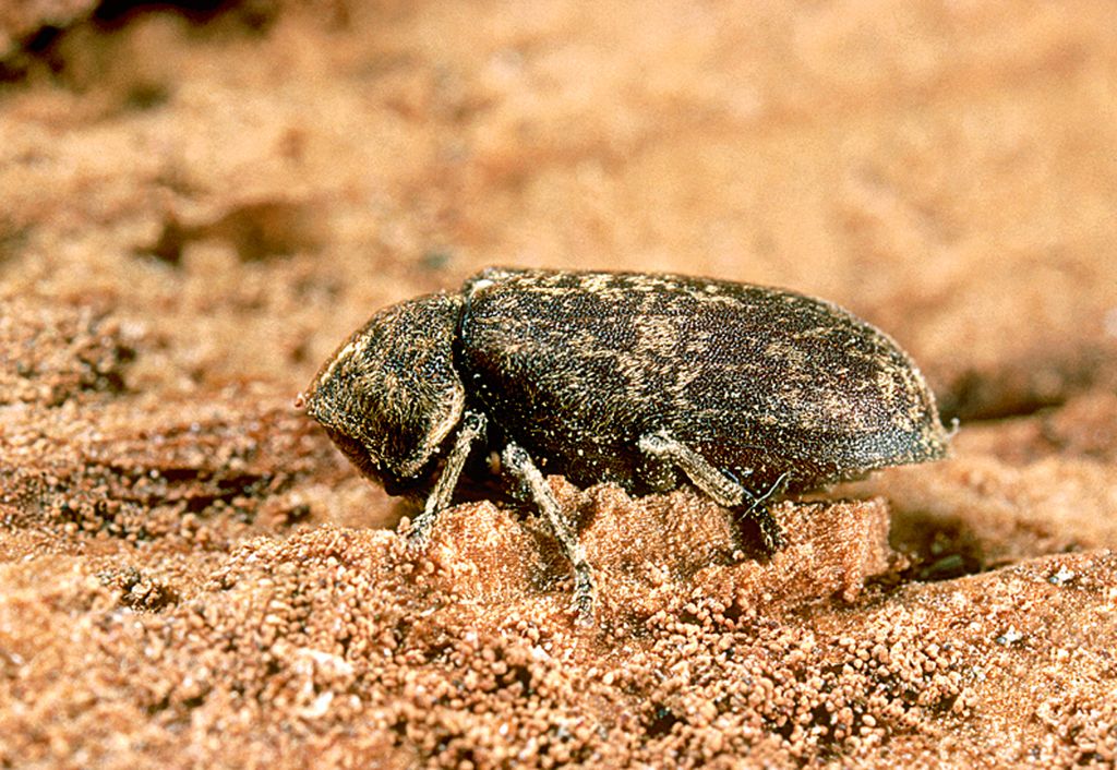 Deathwatch Beetle: How to Spot and Treat an Infestation | Homebuilding