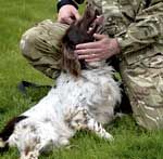 How to stop your dog having a go at other dogs, by leading trainer Ben ...