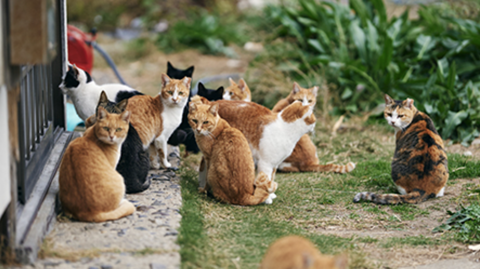 Stray cats are the focus of attention in new Japanese photo competition ...