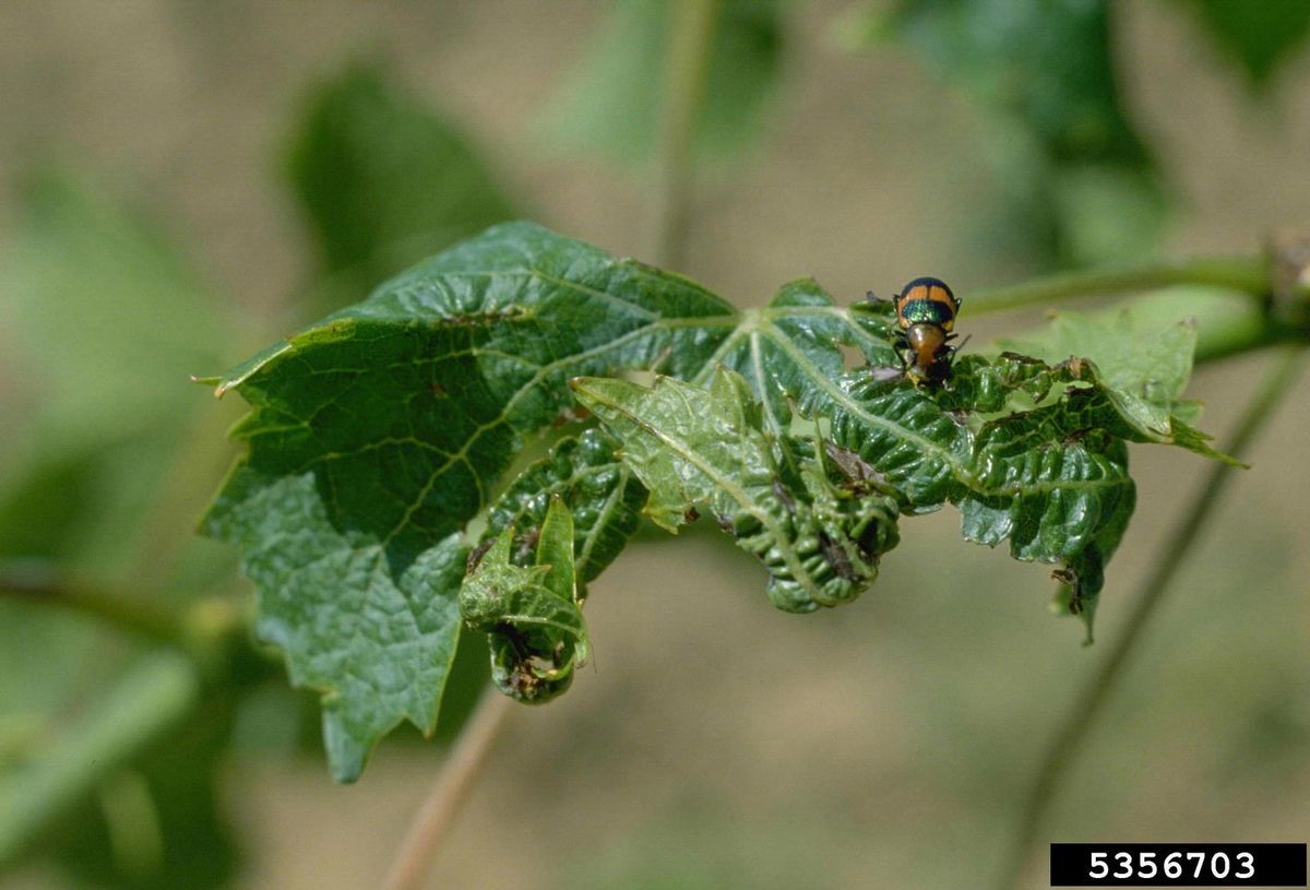 What Is Grapevine Yellows Disease: Reasons For Grapevine Leaves Turning ...