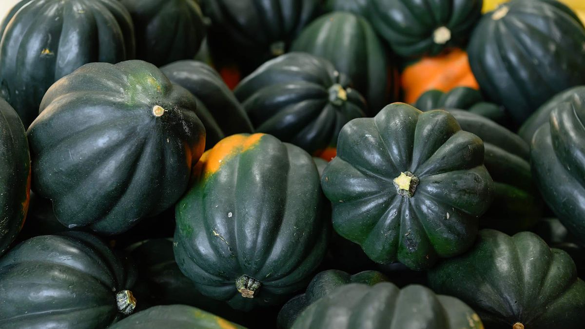 How to grow acorn squash - expert tips for a great crop | Homes and Gardens