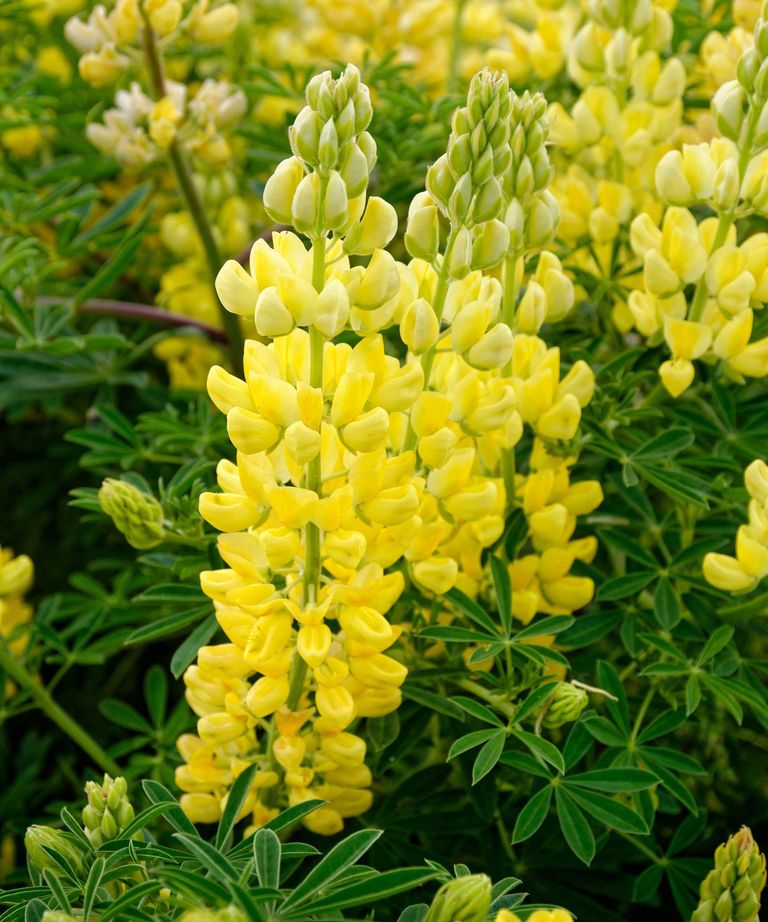 Lupins care guide: growing advice for these summer blooms | Gardeningetc