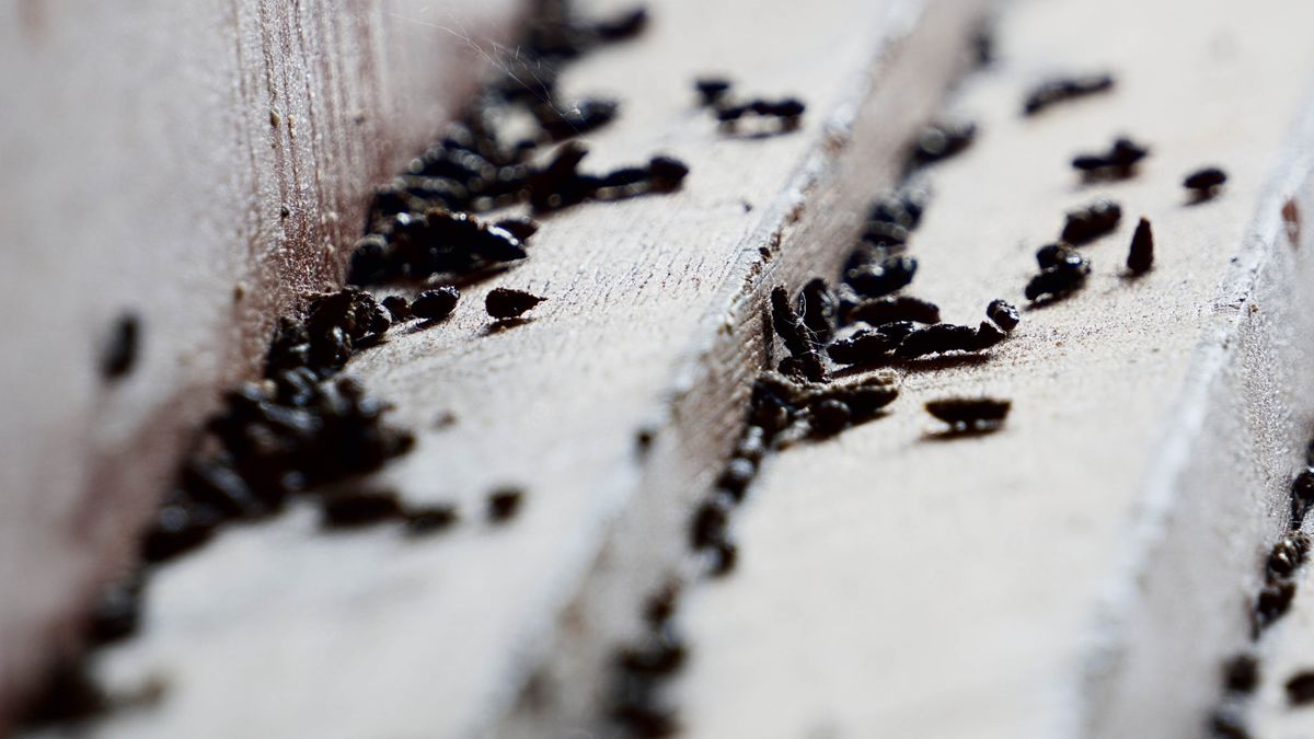 7 telltale signs you have mice in your home | Tom's Guide