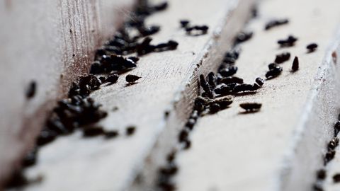 7 telltale signs you have mice in your home | Tom's Guide