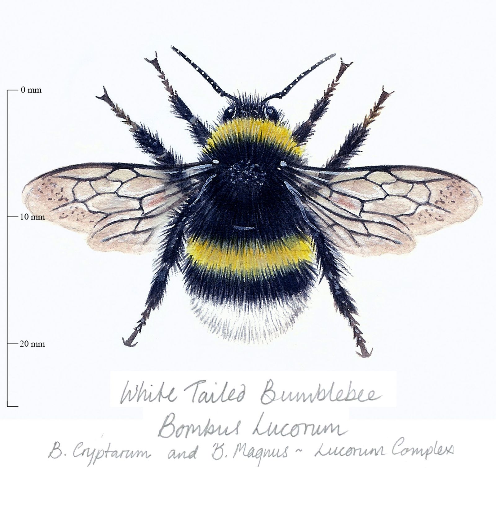 The seven bumblebees you'll see in Britain, and how to identify them ...