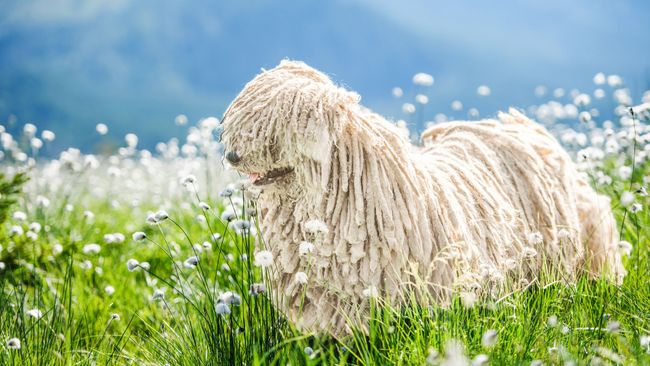 Unusual dog breeds that will stop you in your tracks | PetsRadar