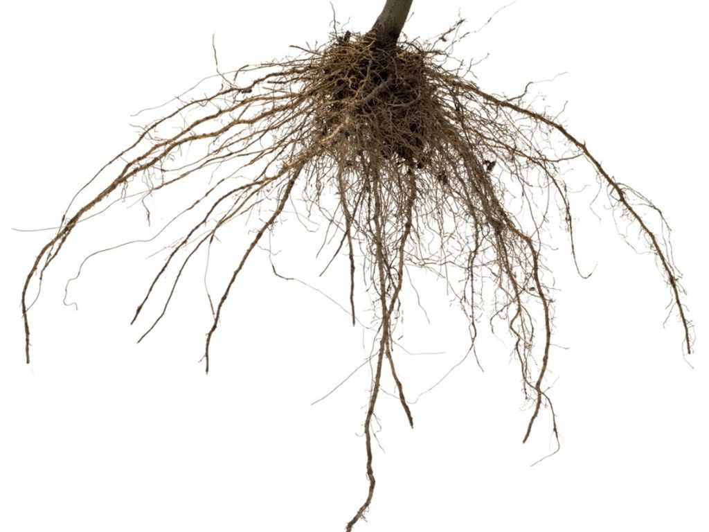 About Planting Bareroot Trees - Tips For Bareroot Planting | Gardening ...