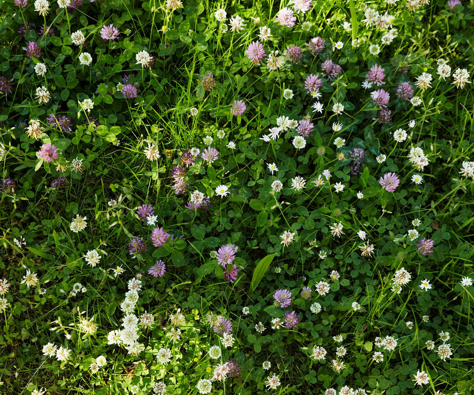 8 unexpected benefits of growing clover in your yard | Homes and Gardens