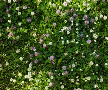 8 unexpected benefits of growing clover in your yard | Homes and Gardens