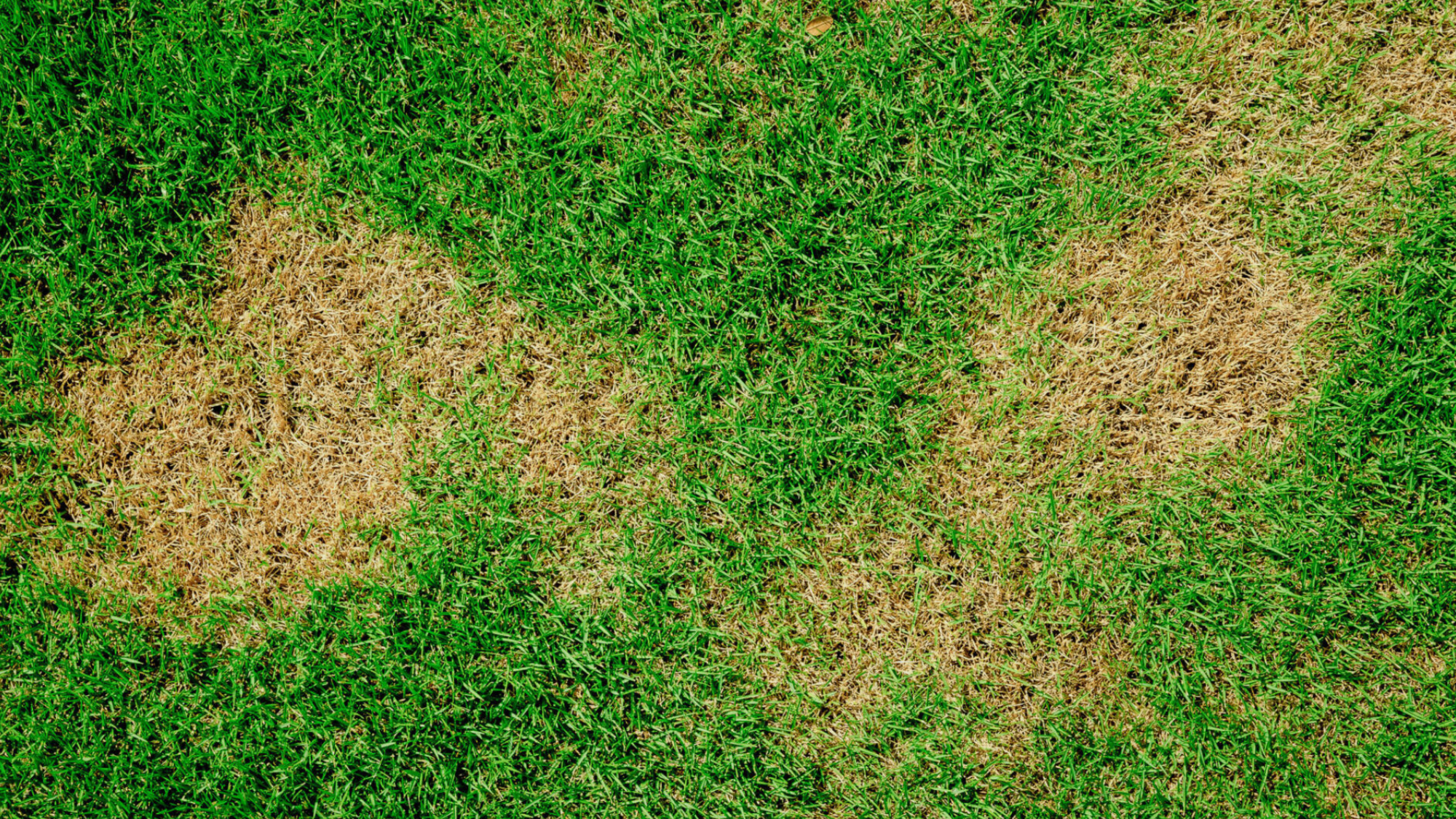 How to fix dead grass | Top Ten Reviews