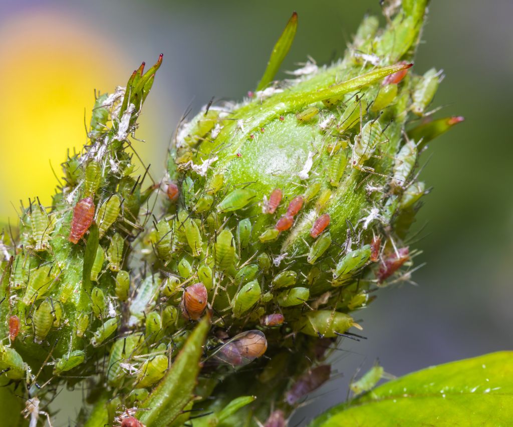 What eats aphids? 5 aphid predators to know about | Homes and Gardens