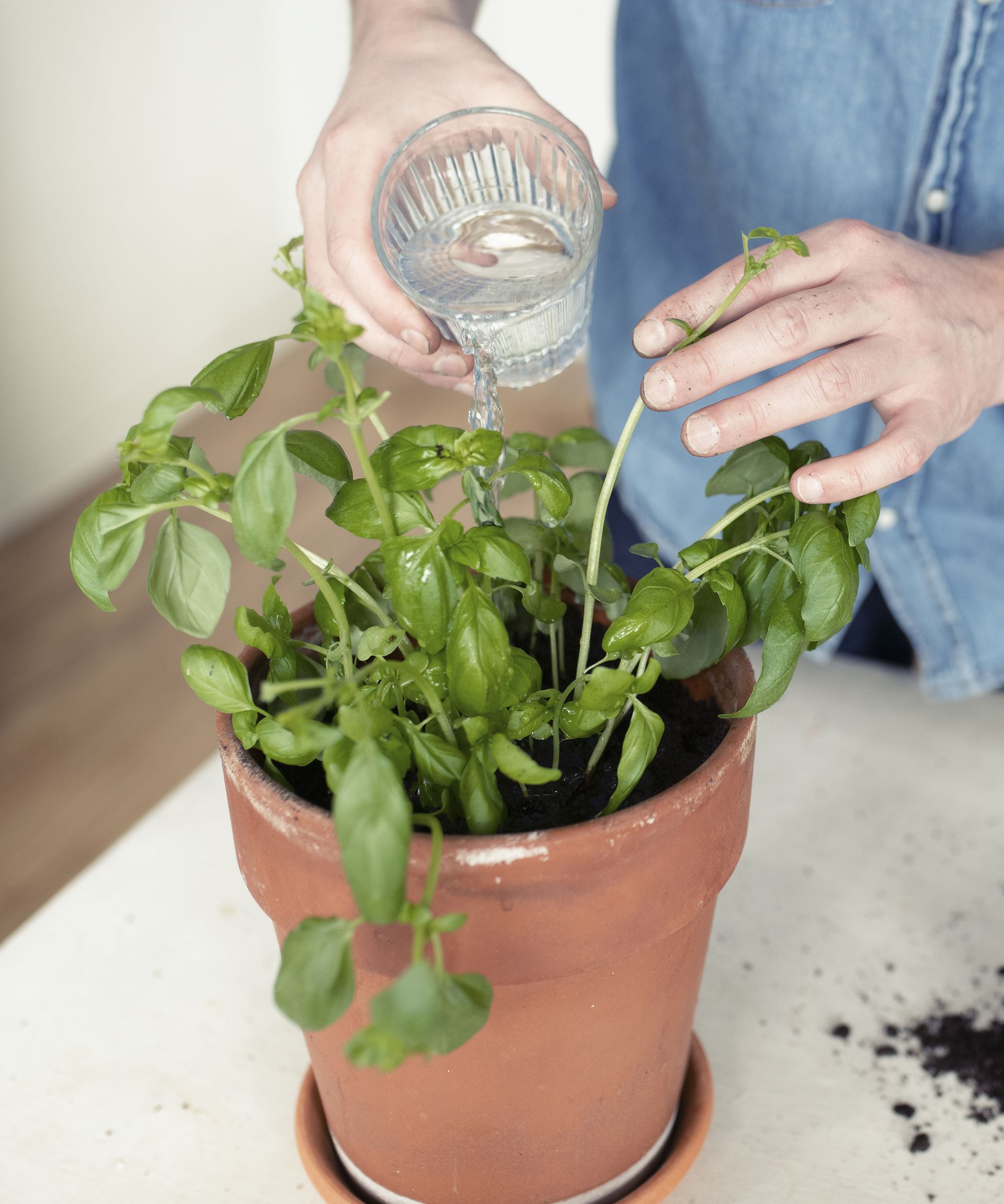 How To Grow Basil Indoors – For Fresh Year-Round Flavor | Gardening ...