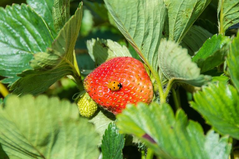 Keeping Pests Away From Strawberries - How To Protect Strawberry Plants ...