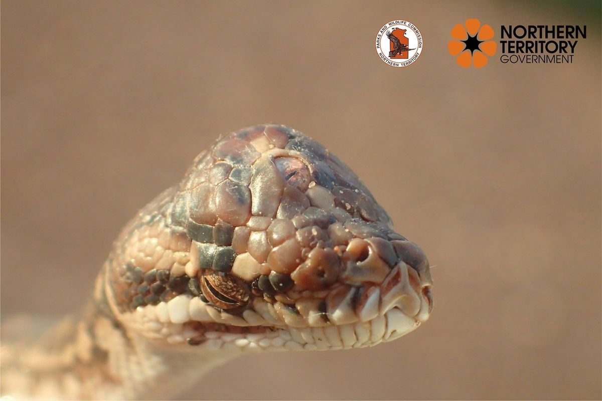3-Eyed Snake Found in Australia Surprises Rangers | Live Science