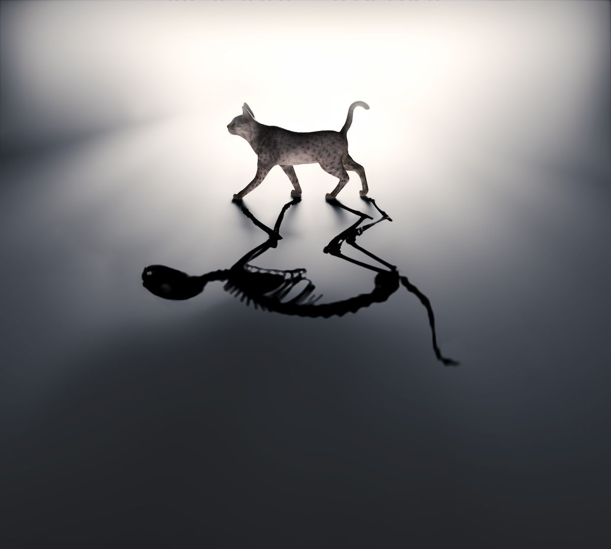 Schrödinger's cat: The favorite, misunderstood pet of quantum mechanics ...