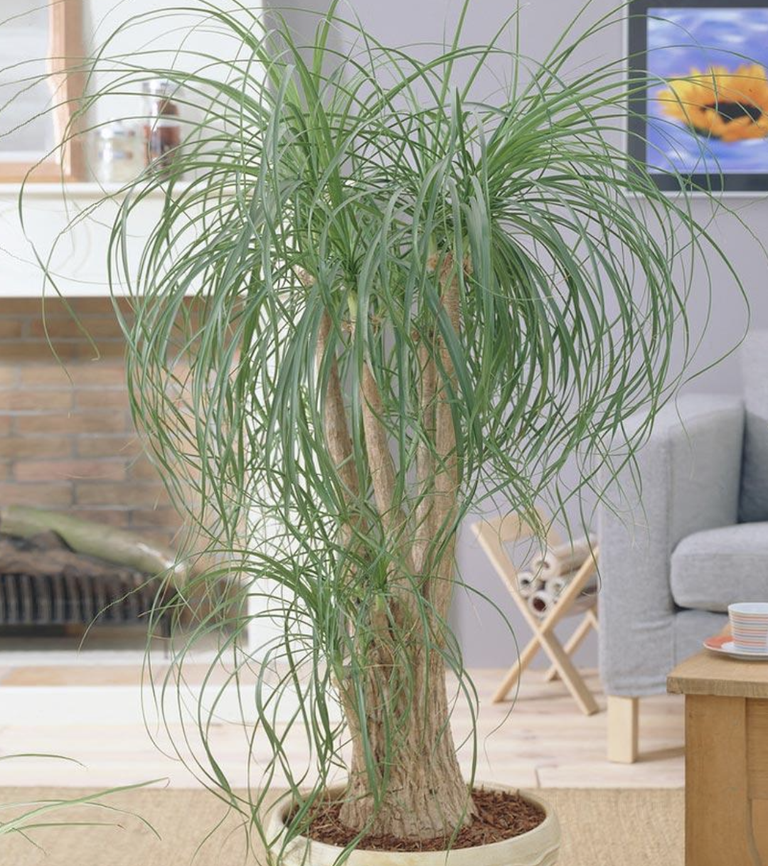 The easiest indoor palms to care for | Livingetc