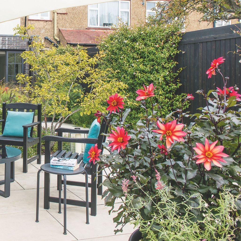 8 of the best climbing plants for pots to add height and style to your ...