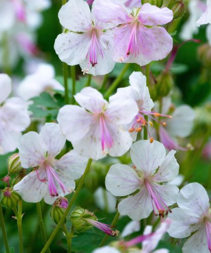 Hardy geranium varieties: 15 cranesbills for every garden | Homes and ...