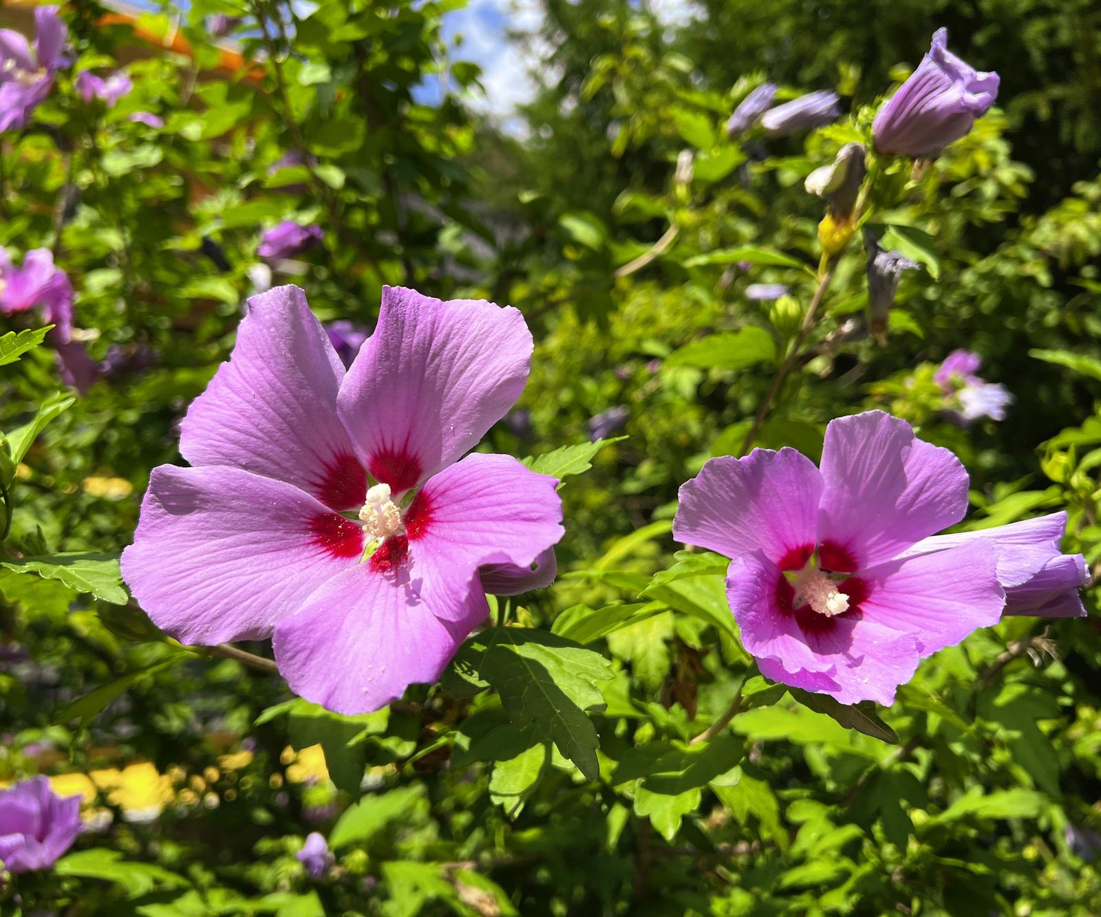When to plant Rose of Sharon in different climates | Homes and Gardens