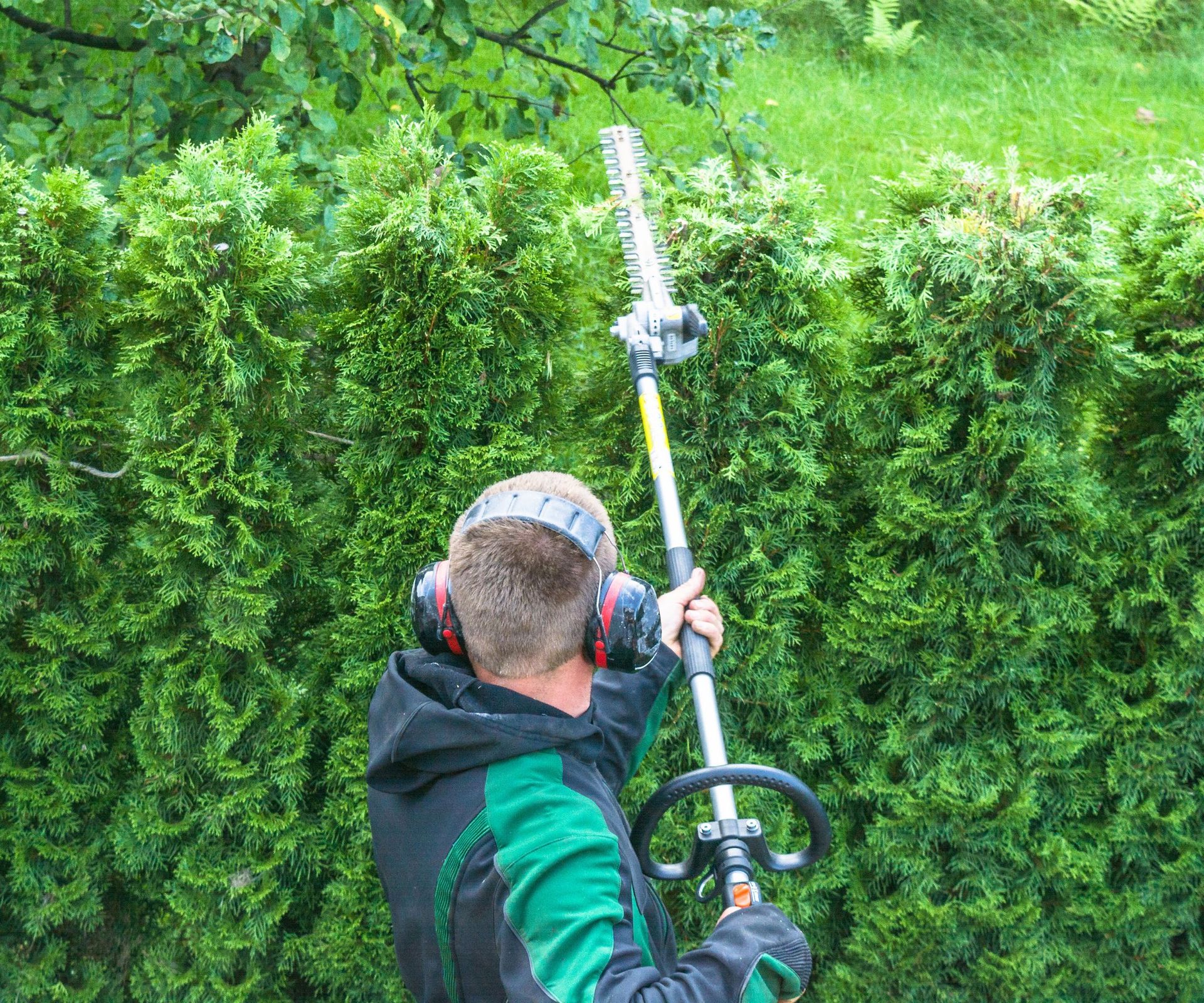 How to cut an overgrown hedge - a guide to proper pruning | Homes and Gardens